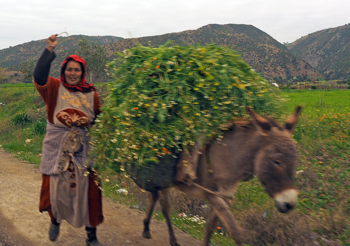 Morocco - The Golden Kingdom